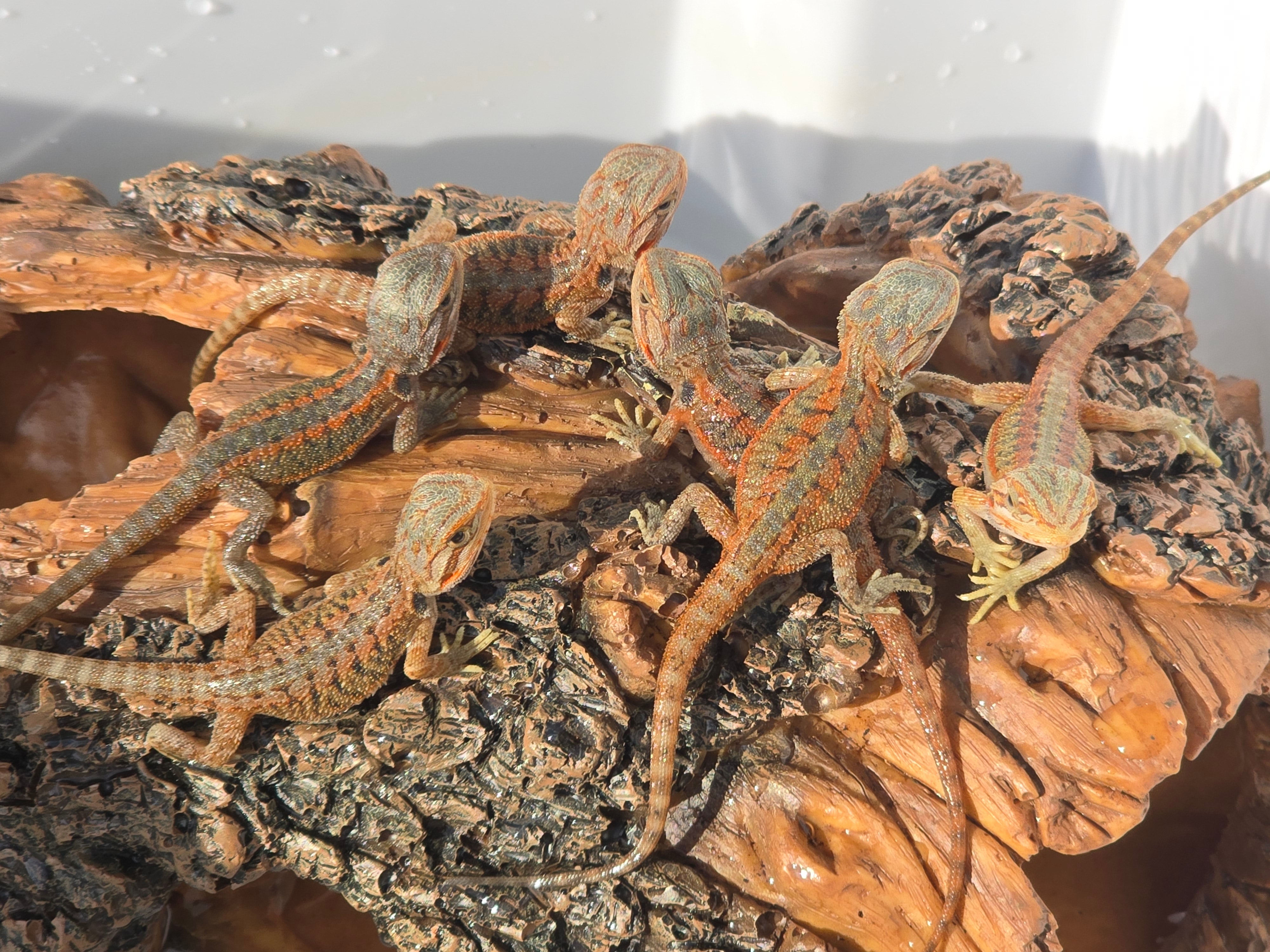 Central Bearded Dragons (Pogona Vitticeps) – Legacy Lizards AU